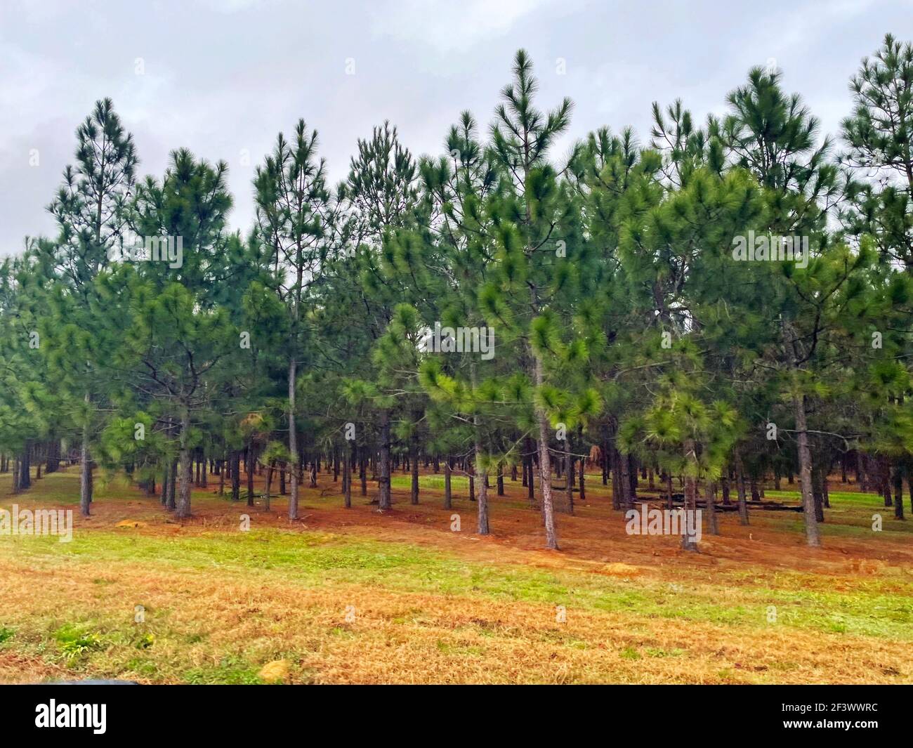 Augusta, Ga USA - 02 11 21: Beautiful green pine trees in rows in the ...