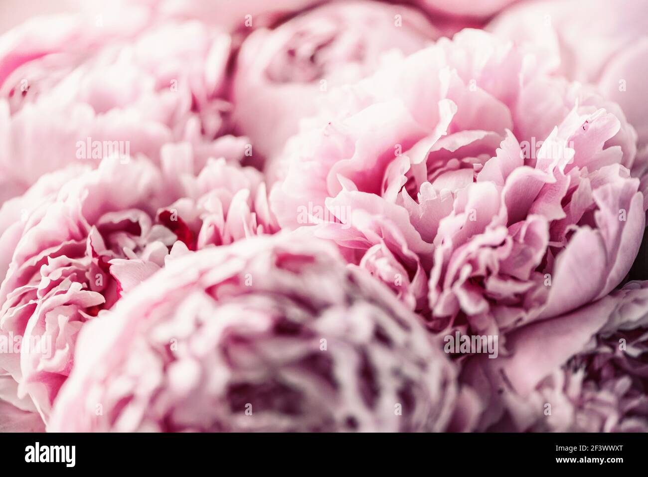 Pink peony flower on pastel background. Copy space. Floral composition ...