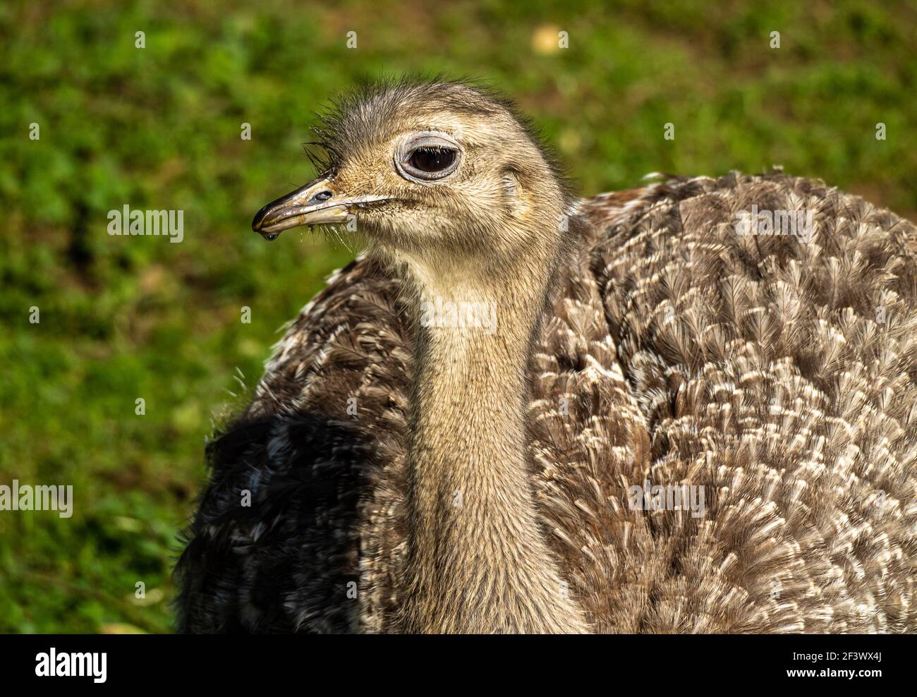 Darwin's rhea, Rhea pennata also known as the lesser rhea. It is a ...