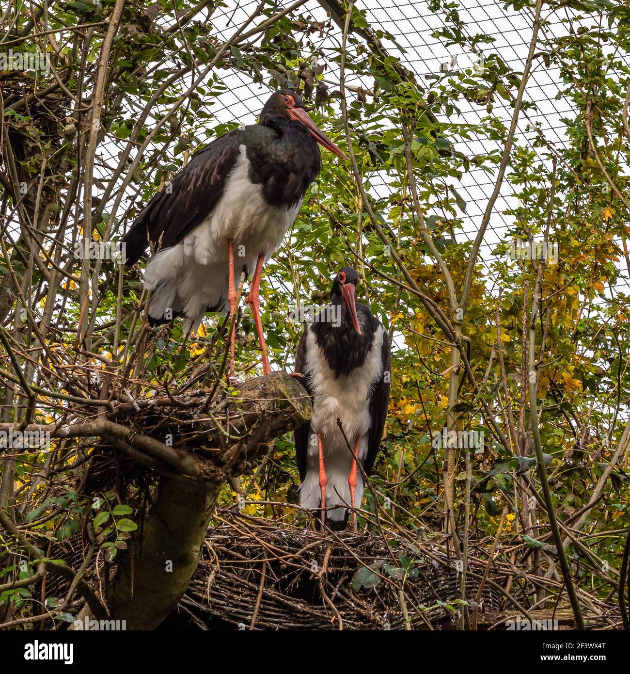The Black stork, Ciconia nigra is a large bird in the stork family ...