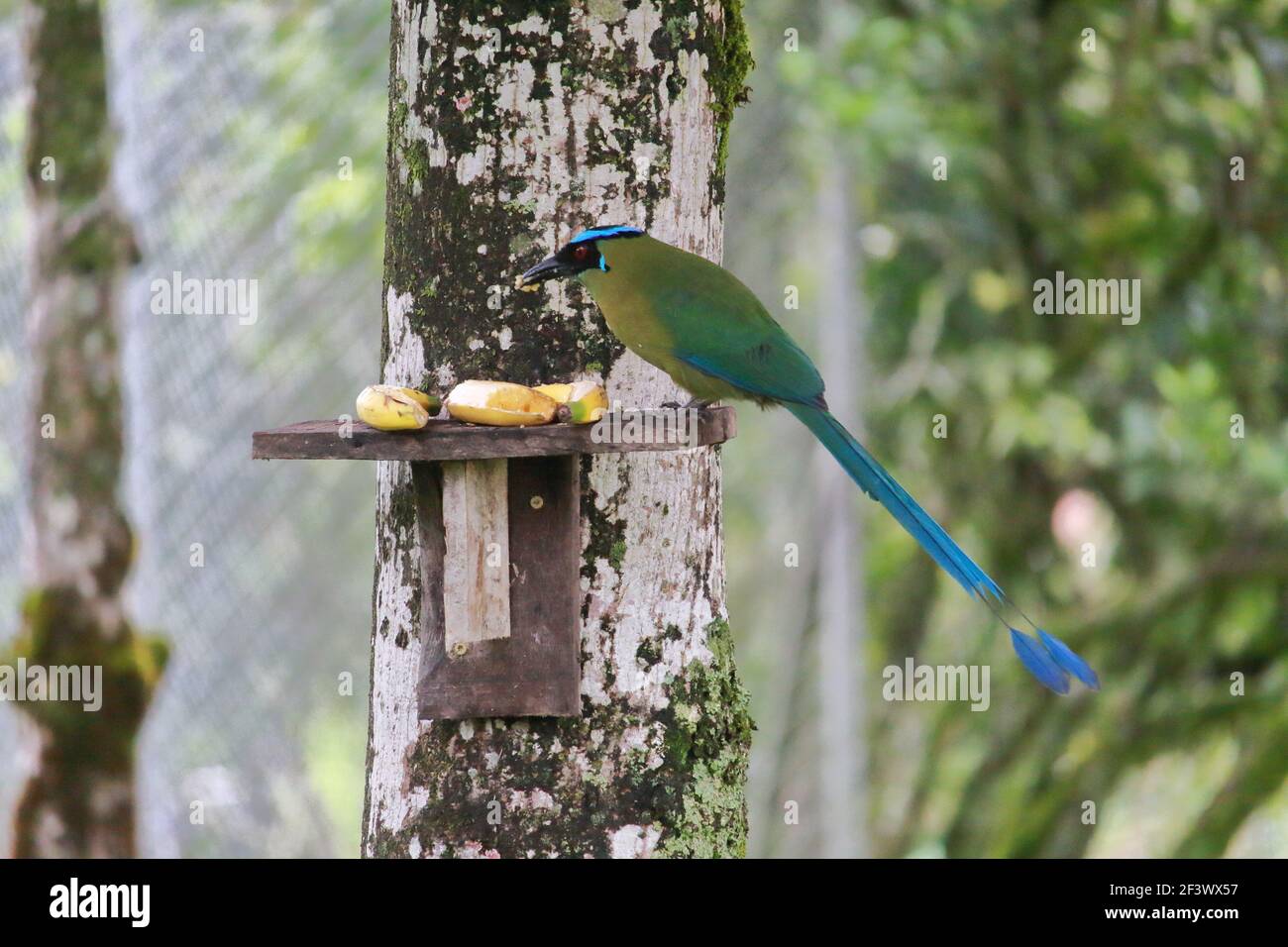 A closeup shot of Andean motmot eating a banana on a bird feeder Stock ...
