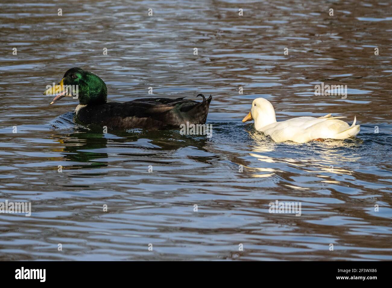 The mallard, Anas platyrhynchos is a dabbling duck. Here swimming in a ...