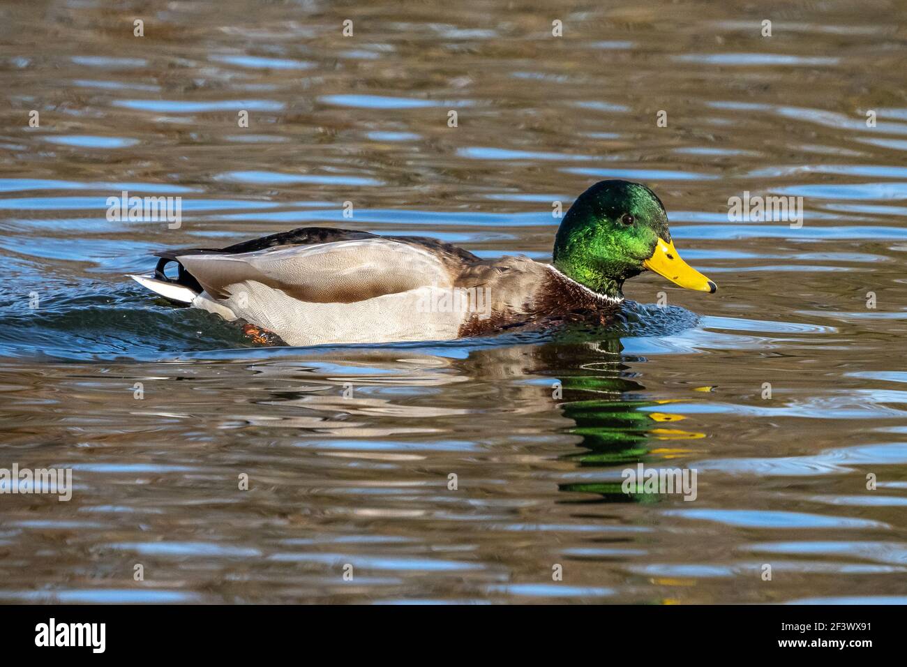 The mallard, Anas platyrhynchos is a dabbling duck. Here swimming in a lake Stock Photo - Alamy