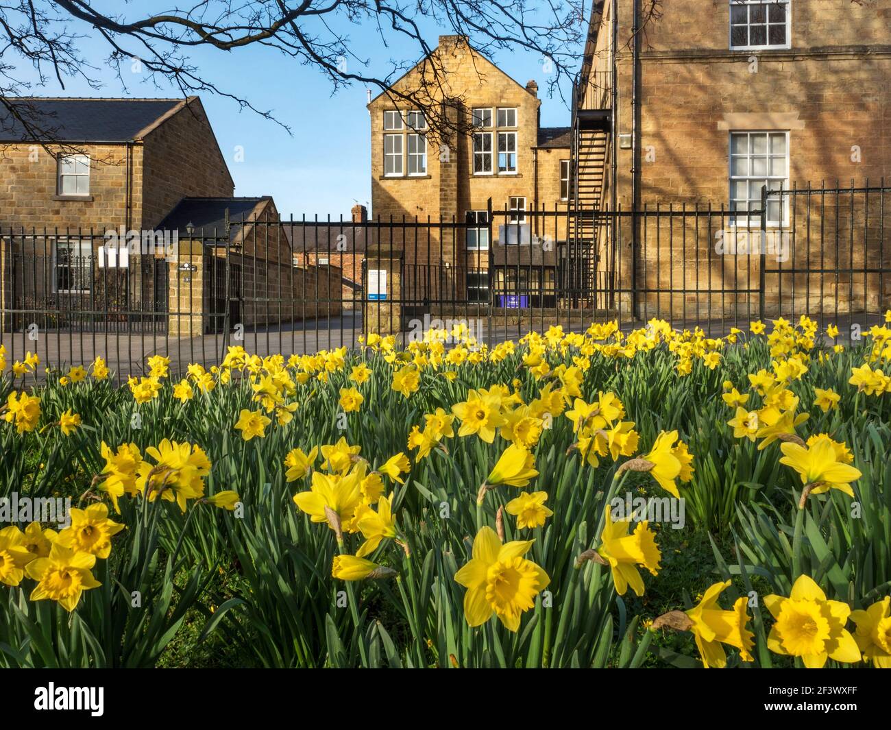 Daffodils in Castle Yard and former National School buildings ...