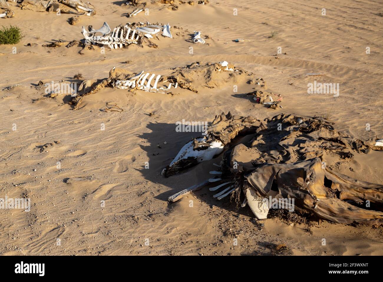 A dry desert with animal bones Stock Photo - Alamy