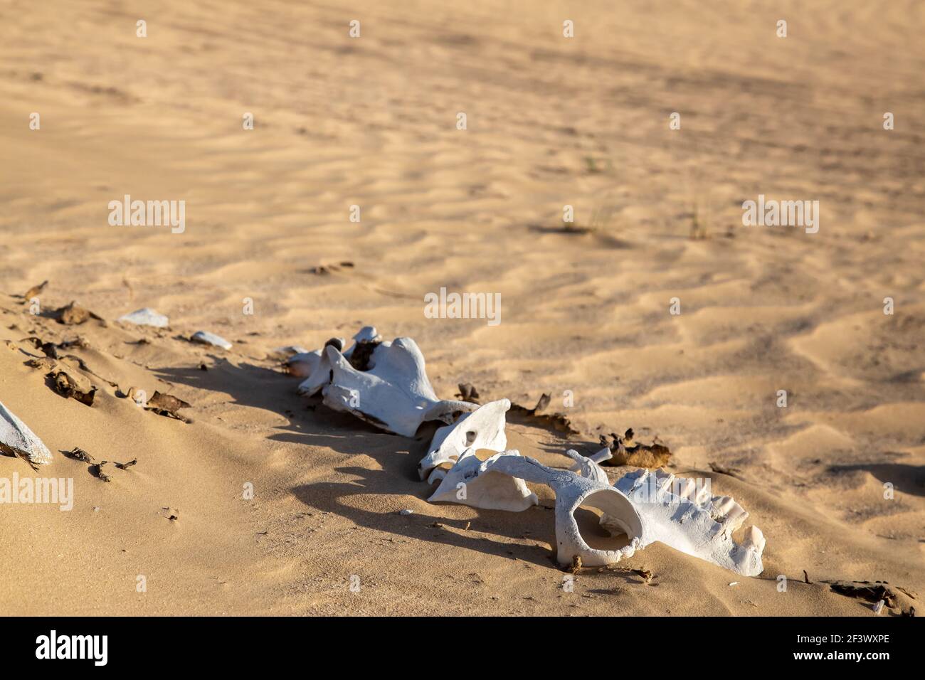 A dry desert with animal bones Stock Photo - Alamy