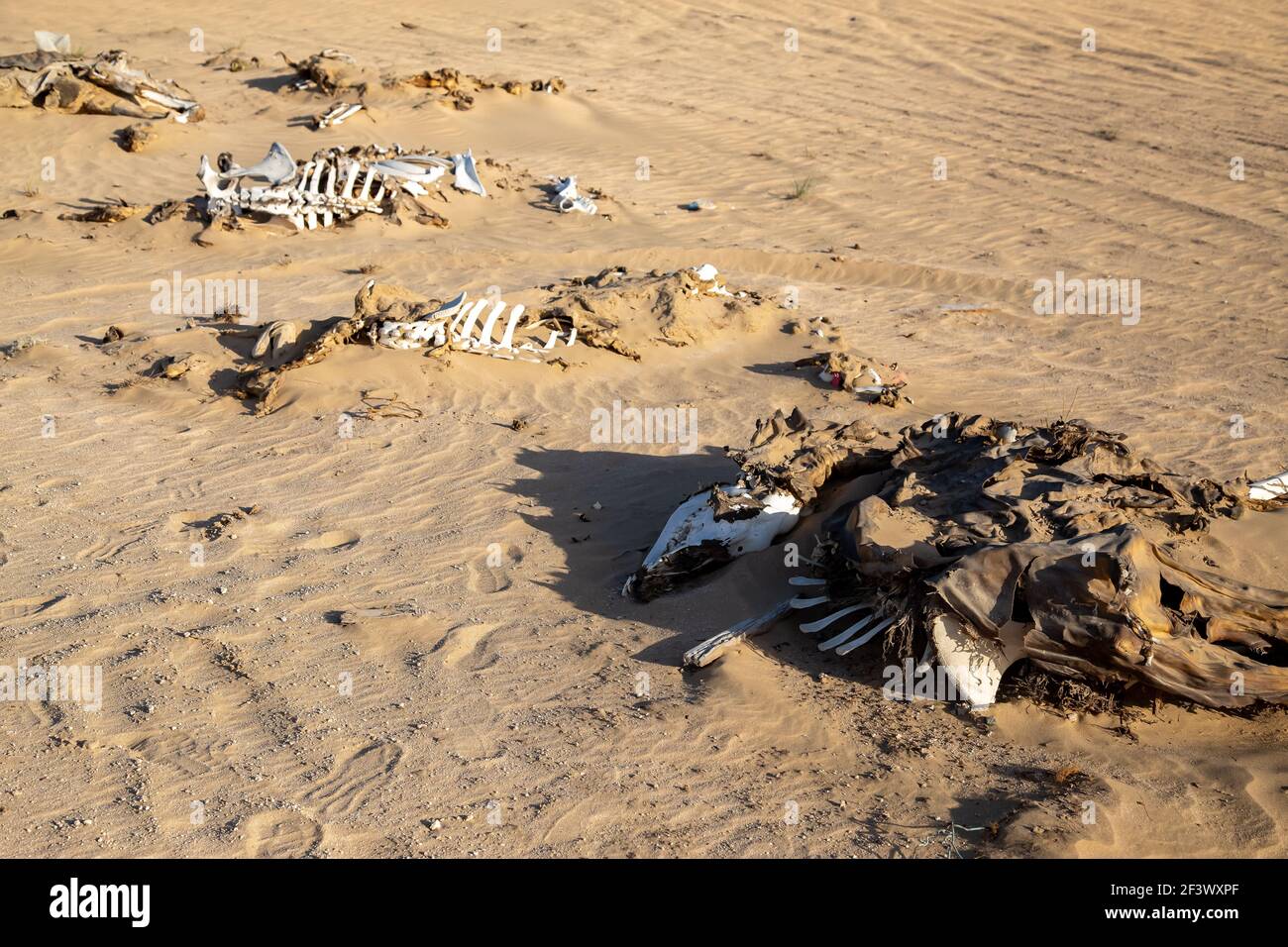 A dry desert with animal bones Stock Photo - Alamy