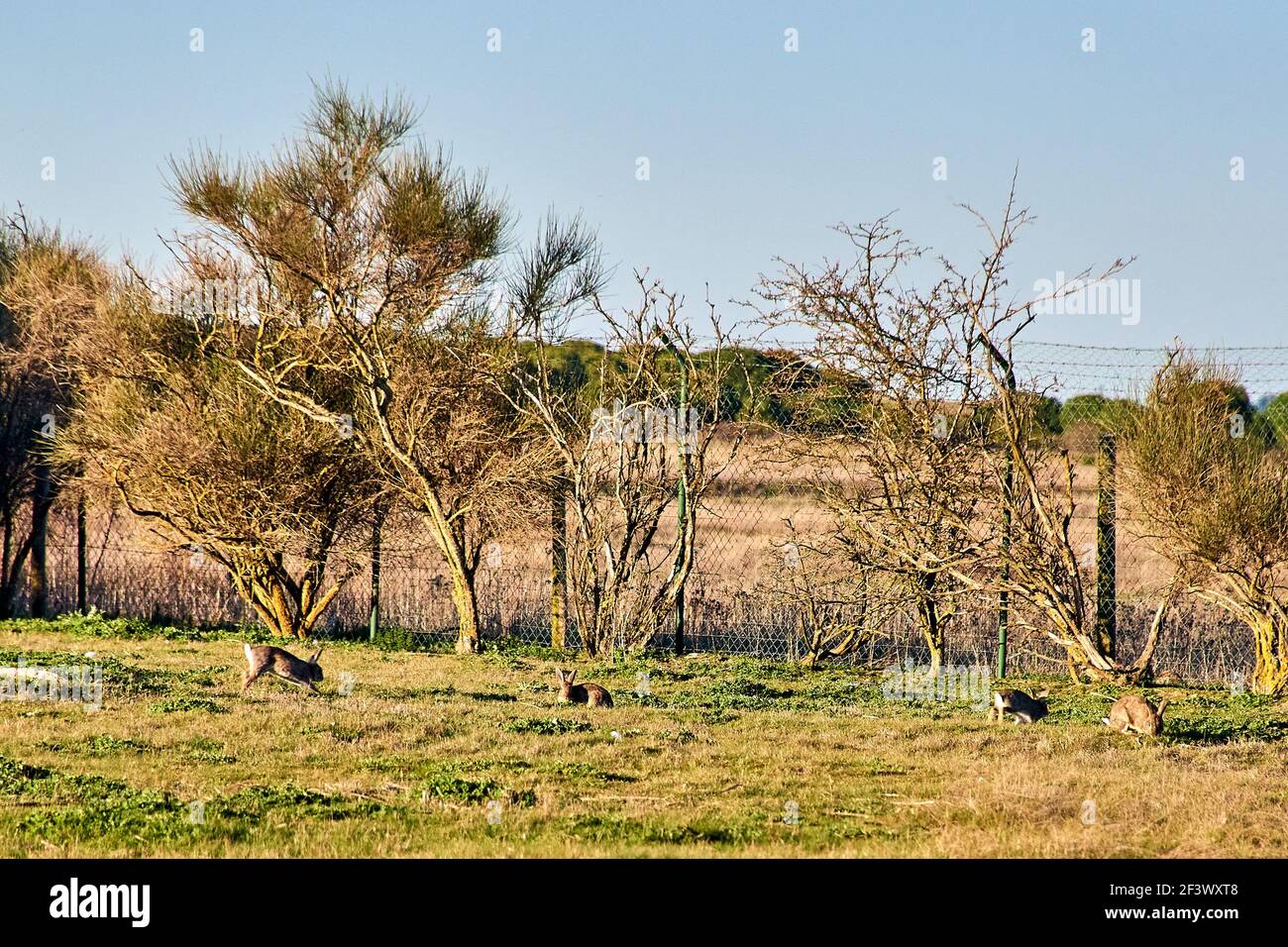 Rabbits in a fenced meadow, green background Stock Photo - Alamy