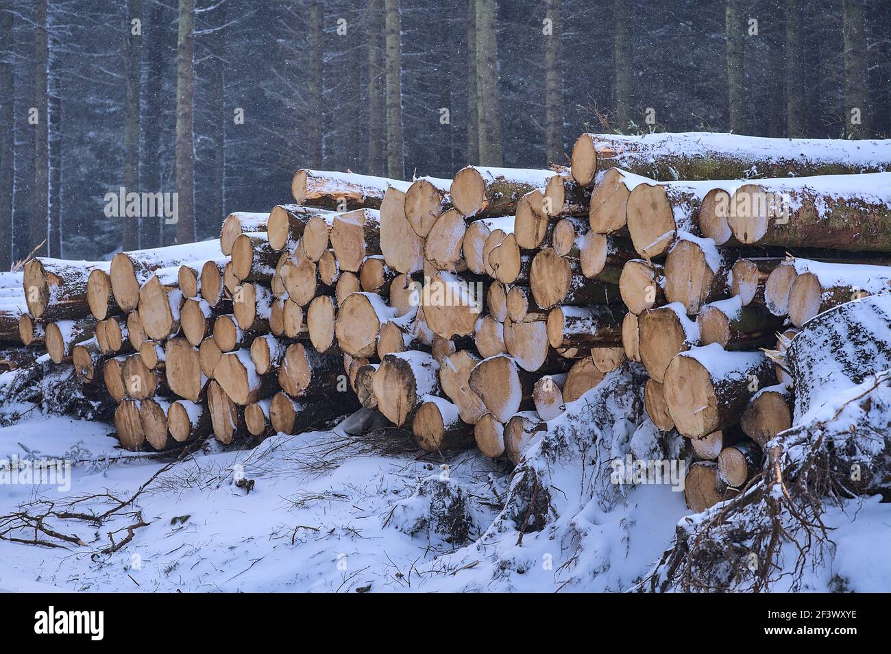 Beautiful winter view of log trunks pile, the logging timber forest ...