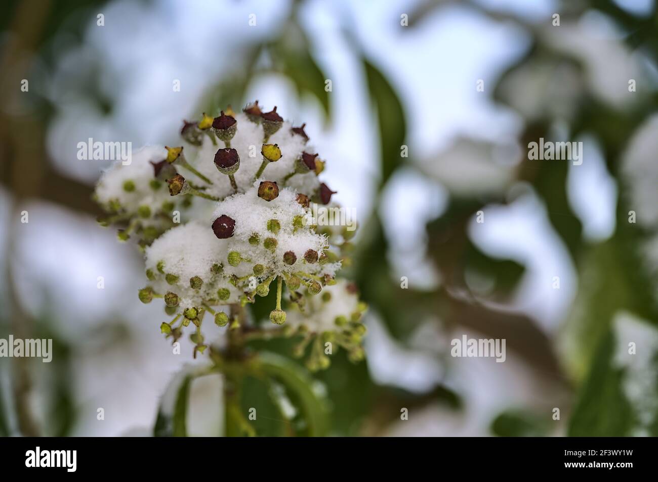 Beautiful macro view of spring green and yellow berries of ivy hedera ...