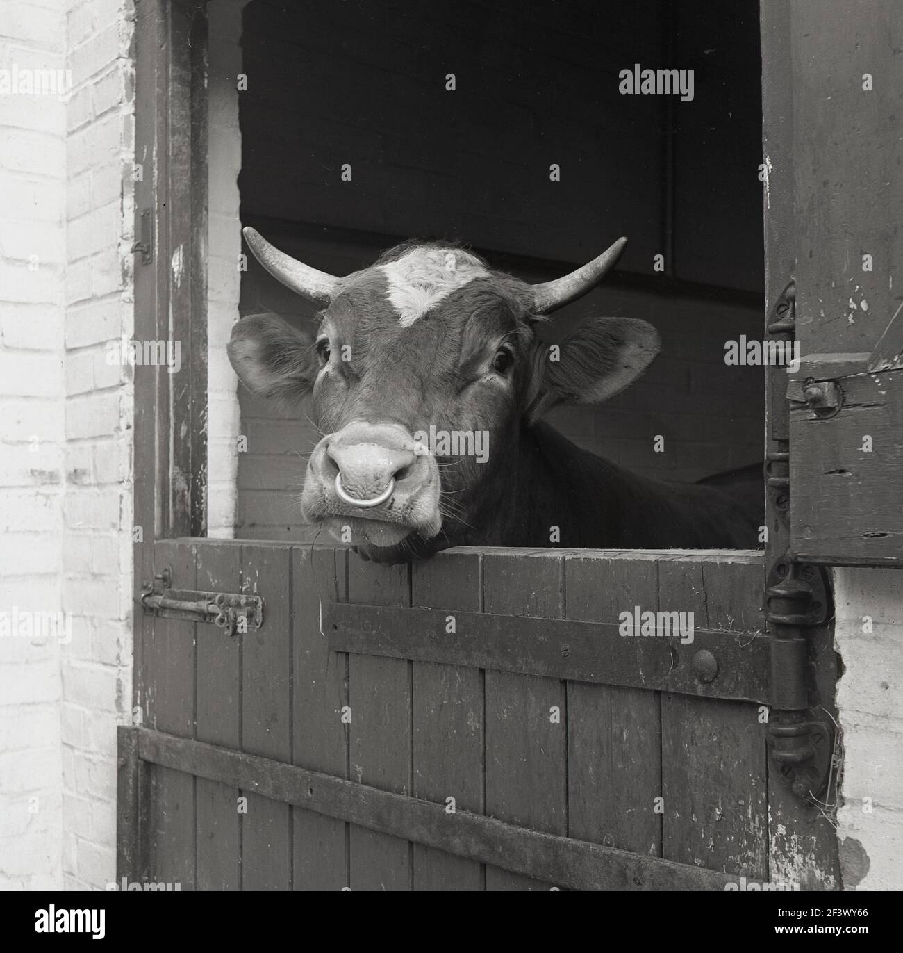 Half Horse Half Cow