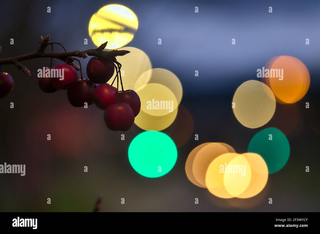Beautiful evening view of winter red berries with amazing color bokeh ...
