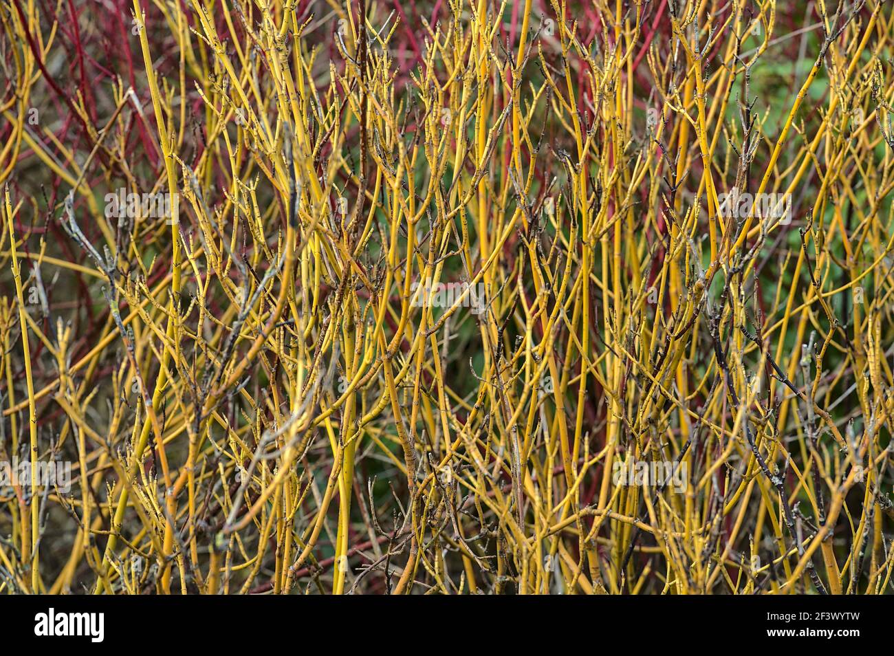 Beautiful early spring view of yellow and red stems of Tatarian Dogwood ...
