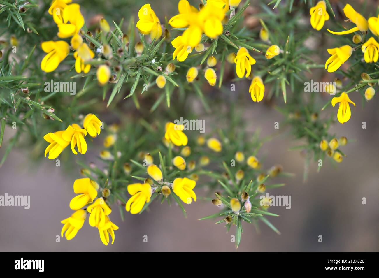 Beautiful closeup view of yellow gorse (Ulex) wild flowers growing ...