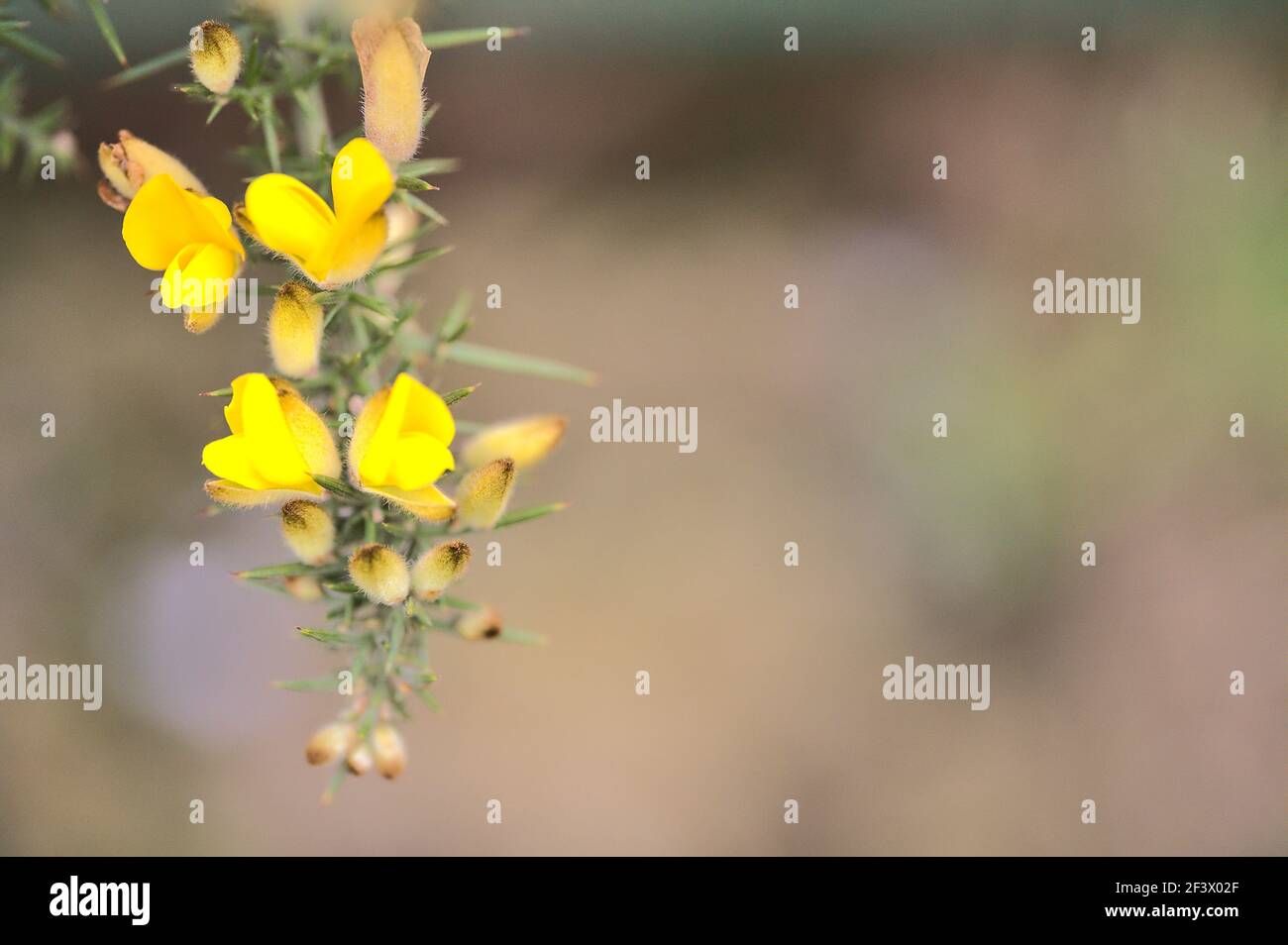 Beautiful closeup view of yellow gorse (Ulex) wild flowers growing ...