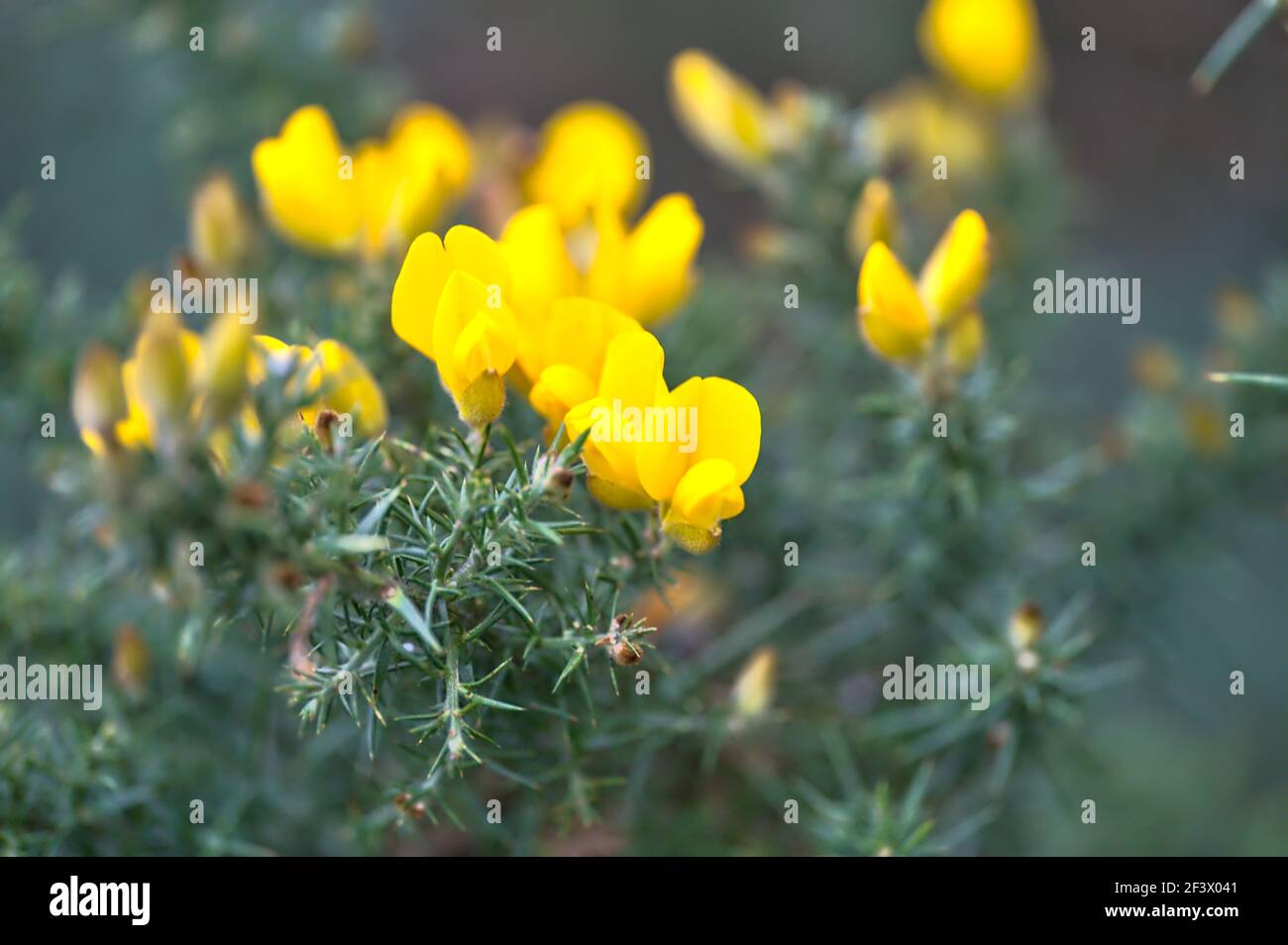 Beautiful closeup view of yellow gorse (Ulex) wild flowers growing ...