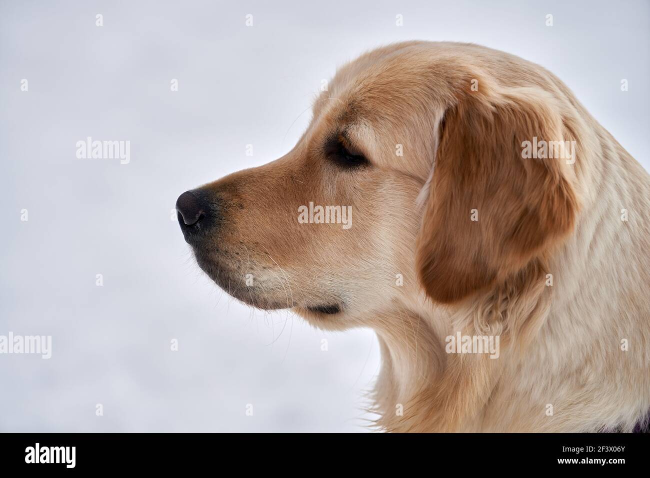 Profil De Visage De Golden Retriever Profil Pour Camping De La Glycine