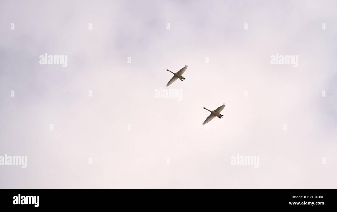 Bottom two swans hi-res stock photography and images - Alamy