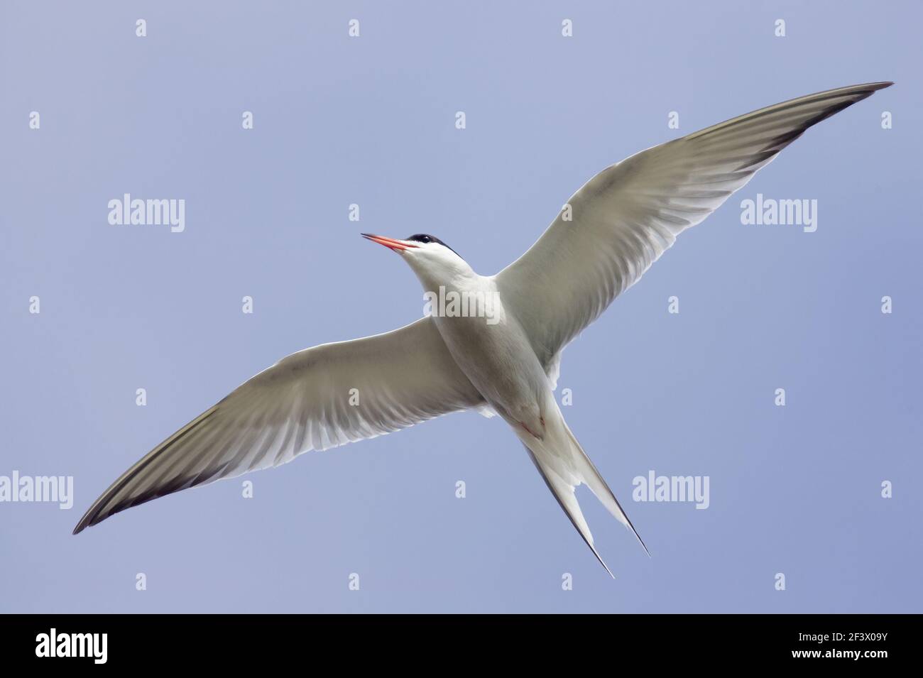 Common tern in flight hi-res stock photography and images - Alamy
