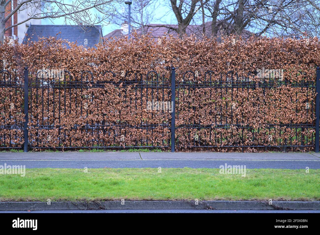 Beautiful autumn view of hedge with brown autumn leaves on metal fence ...