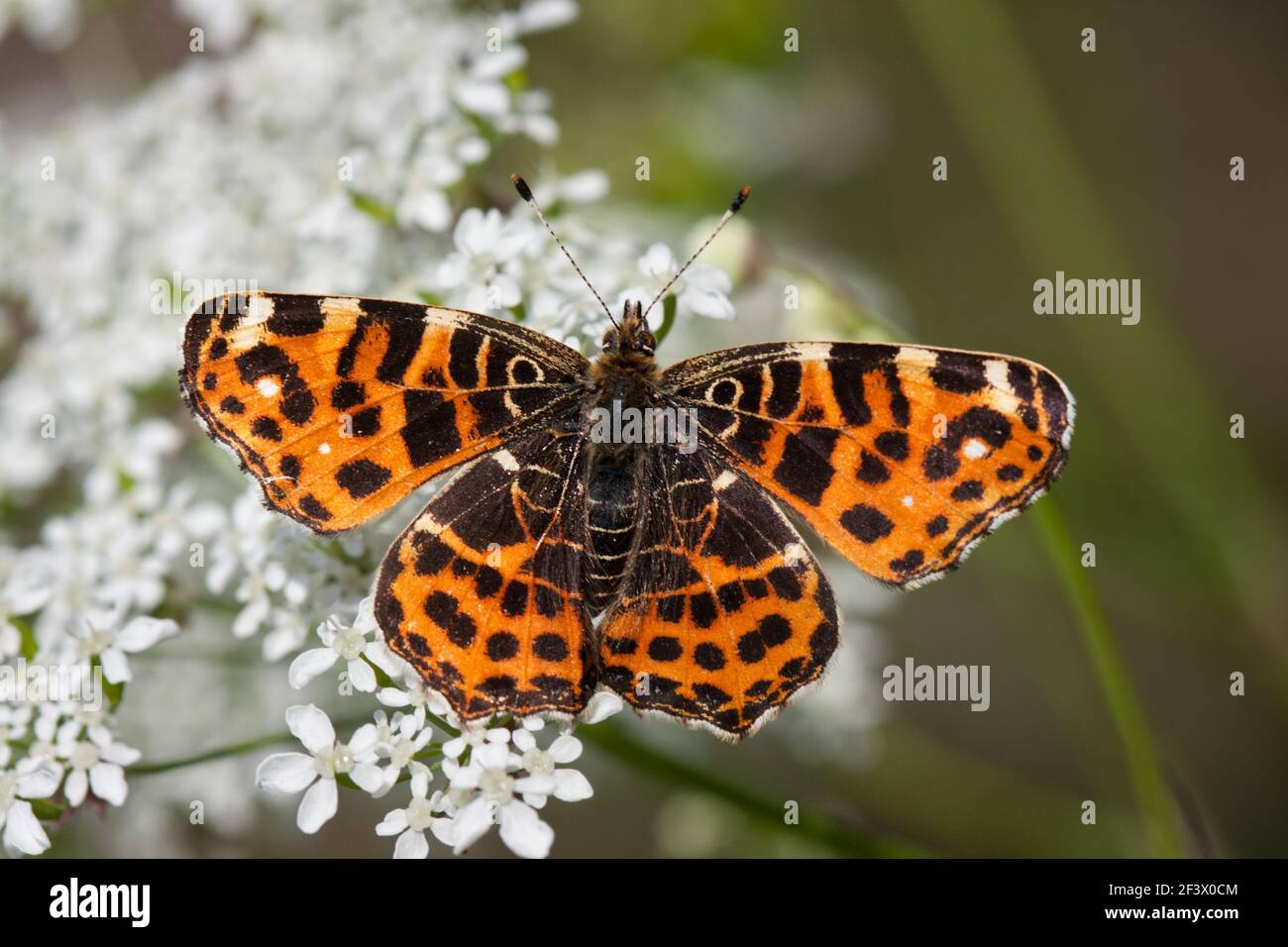 Beautiful reddish butterfly, Painted lady, on white flower of Cow ...