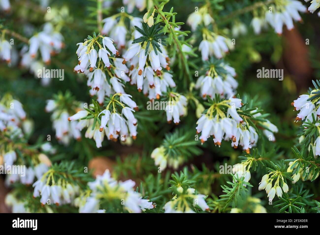 Beautiful spring background of Mediterranean White Heath flowers (Erica ...