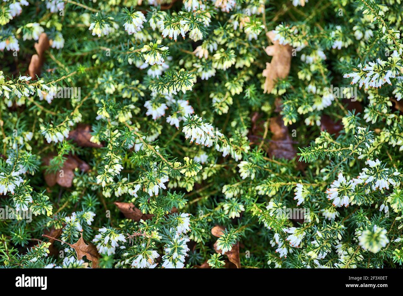 Beautiful spring background of Mediterranean White Heath flowers (Erica ...