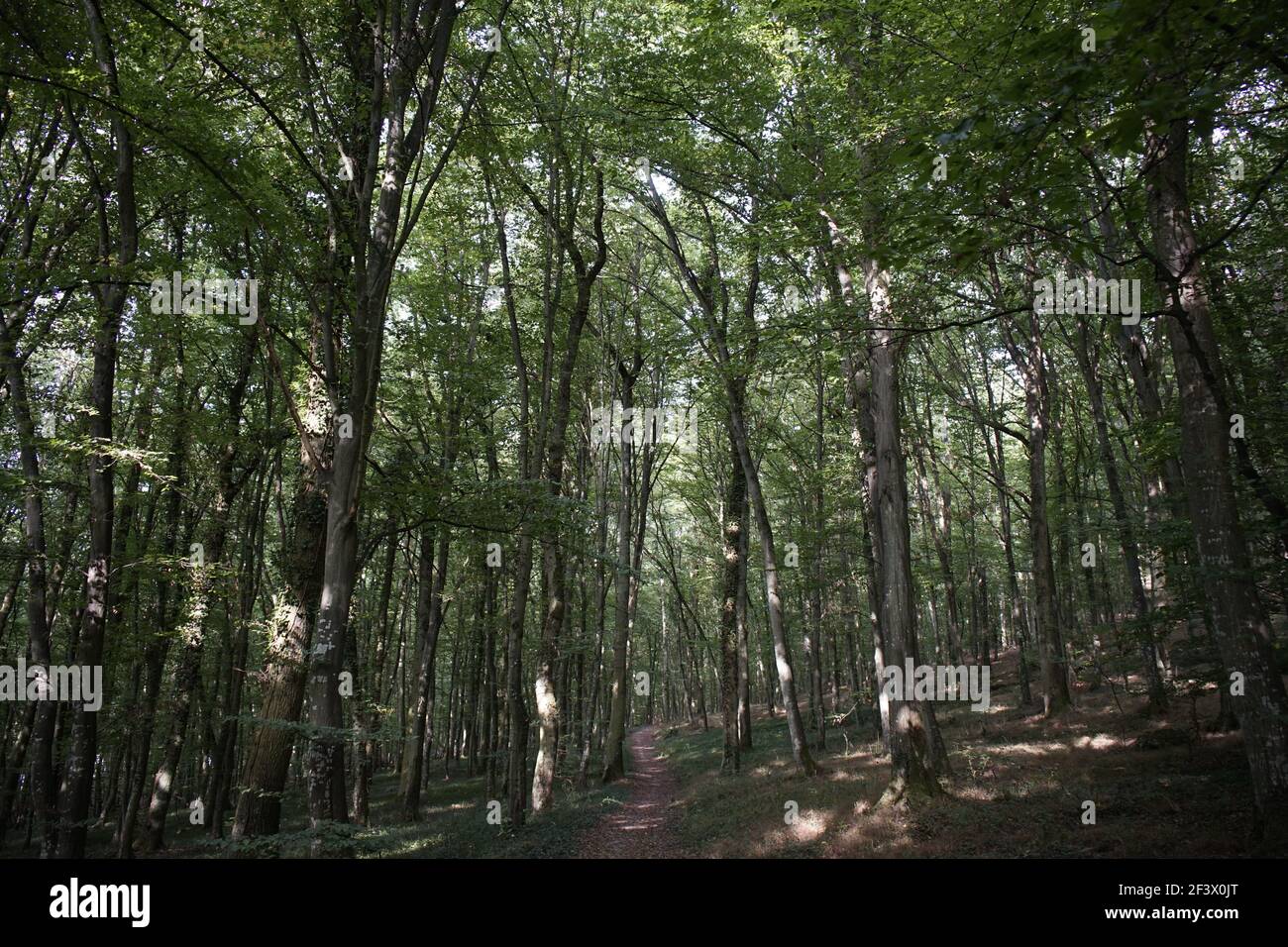 A narrow pathway in the forest Stock Photo - Alamy