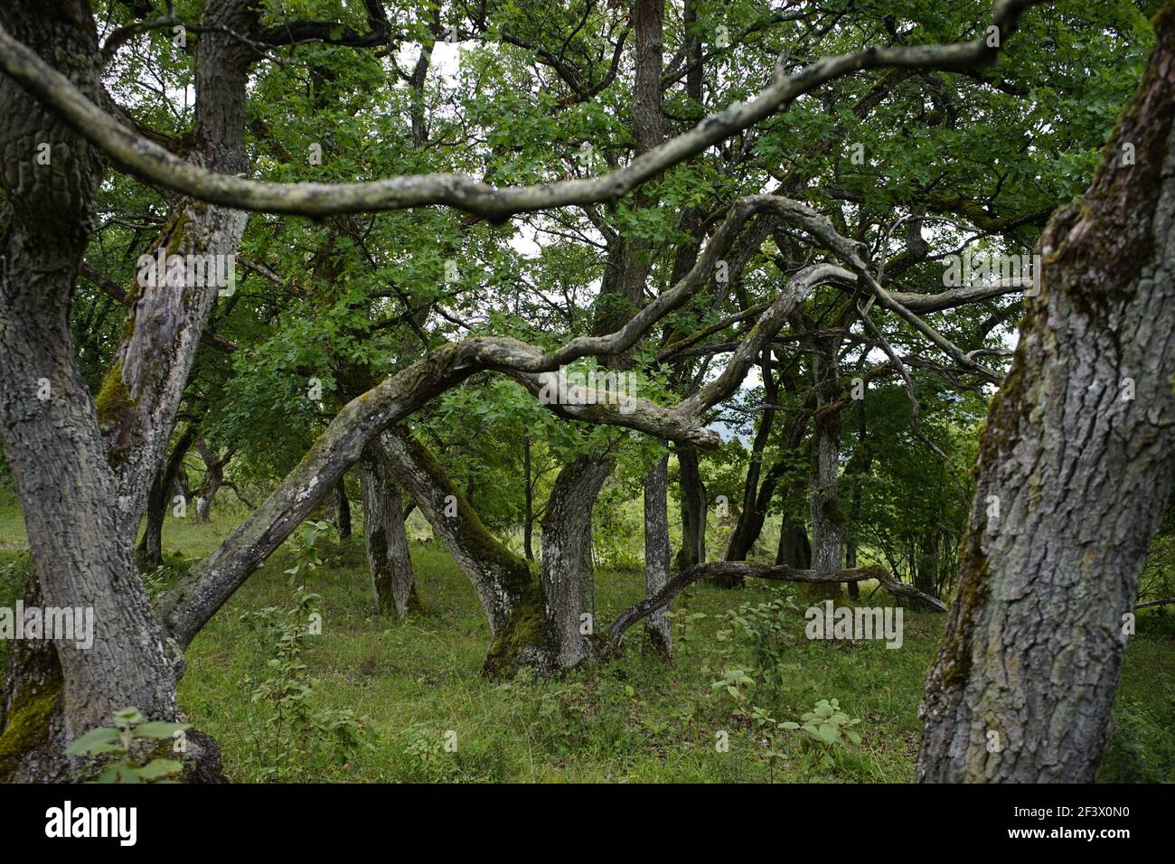 Old tree with greenery hi-res stock photography and images - Alamy