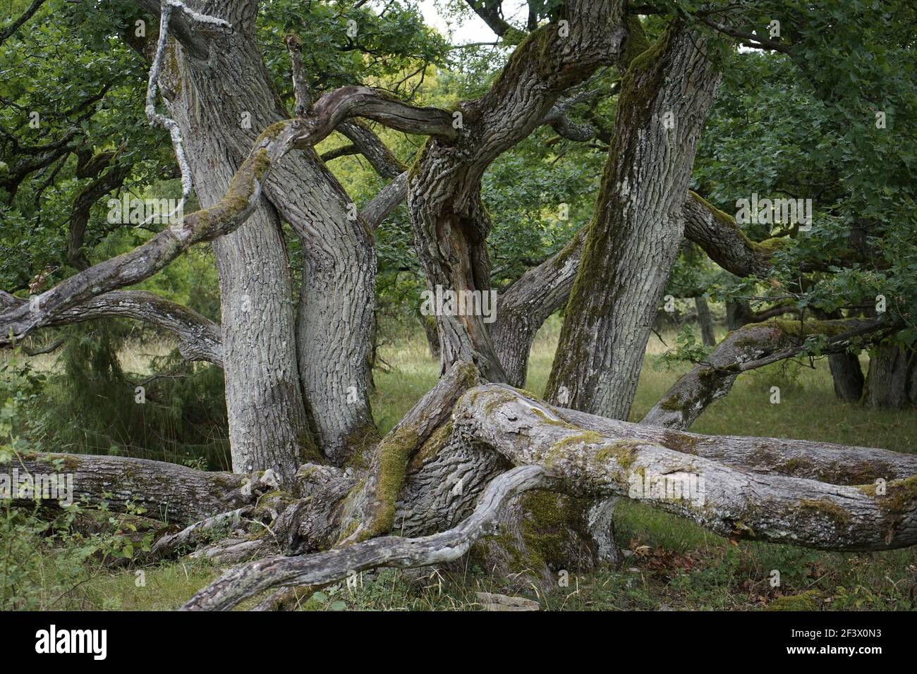 A view of old tree branches with greenery in the forest Stock Photo - Alamy