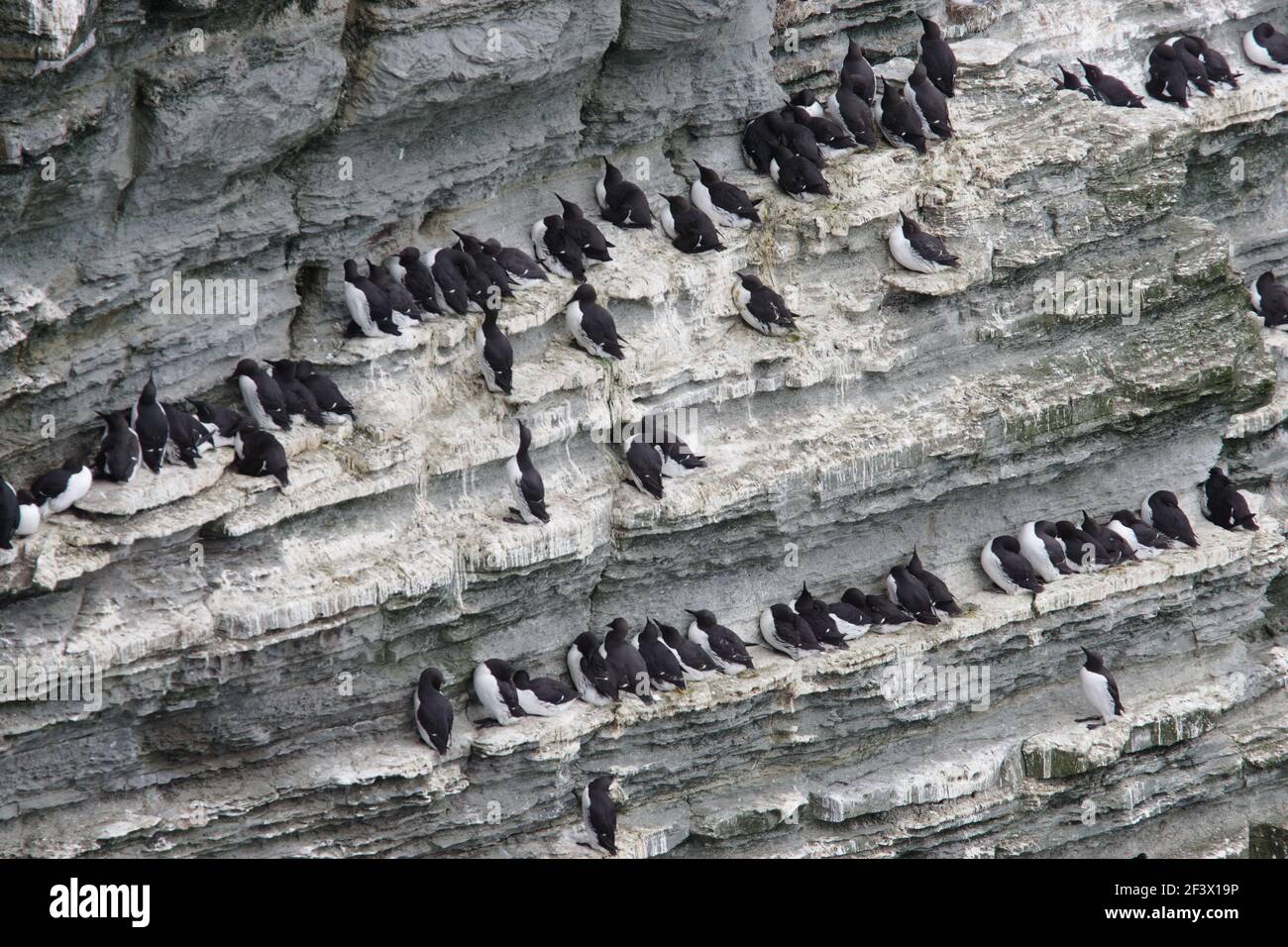 Guillemots - Nesting on cliff face Uria aalge Marwick Head RSPB reserve ...