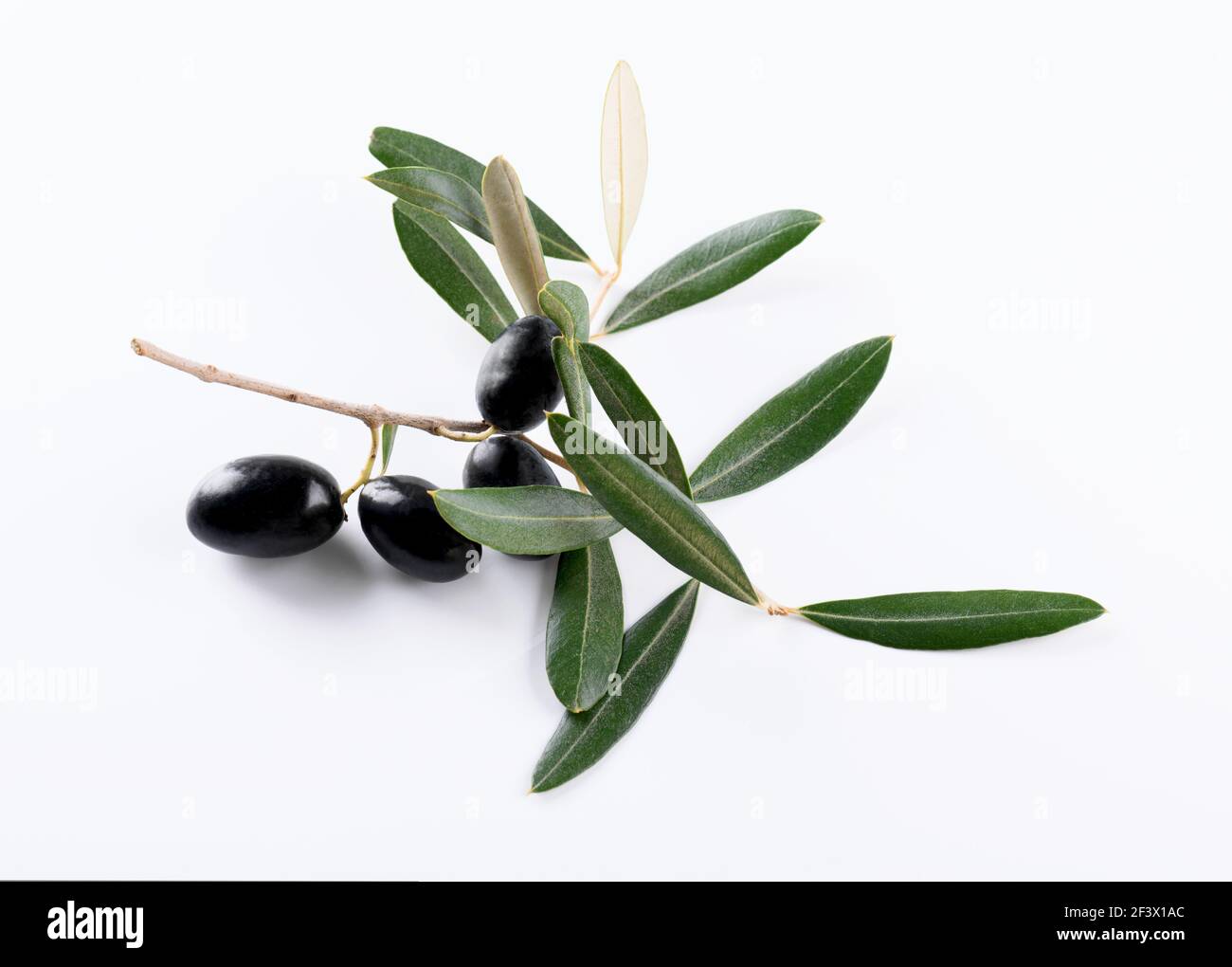 Black Olive Branch High Resolution Stock Photography and Images - Alamy