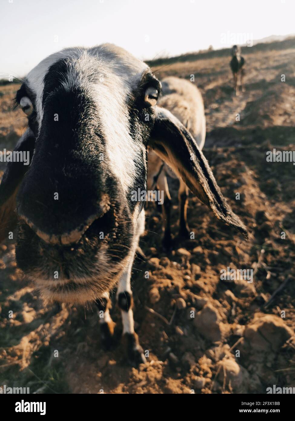 Long ears goat hi-res stock photography and images - Alamy