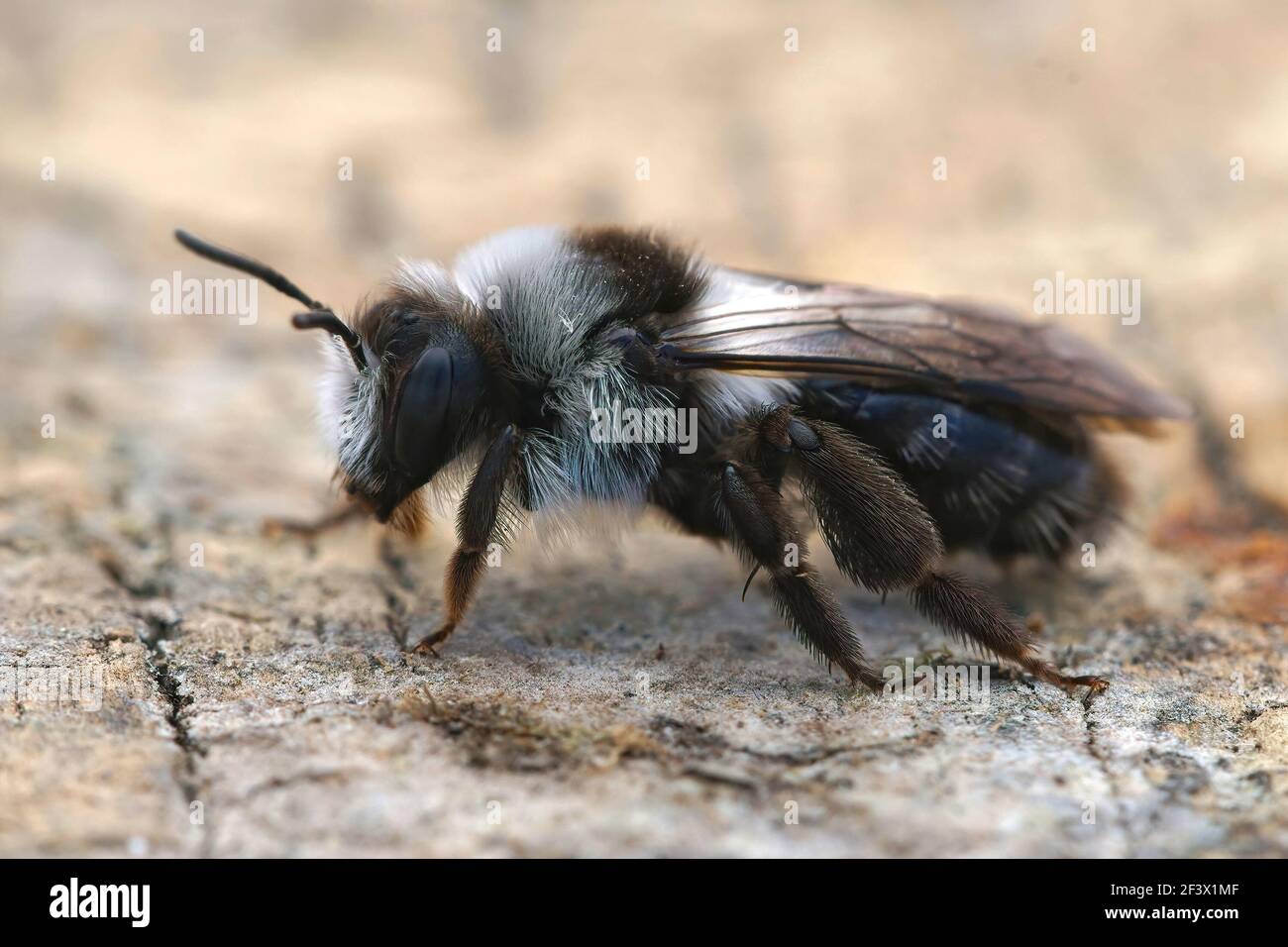 A selective focus shot of a female Ashy mining bee with its typical ...