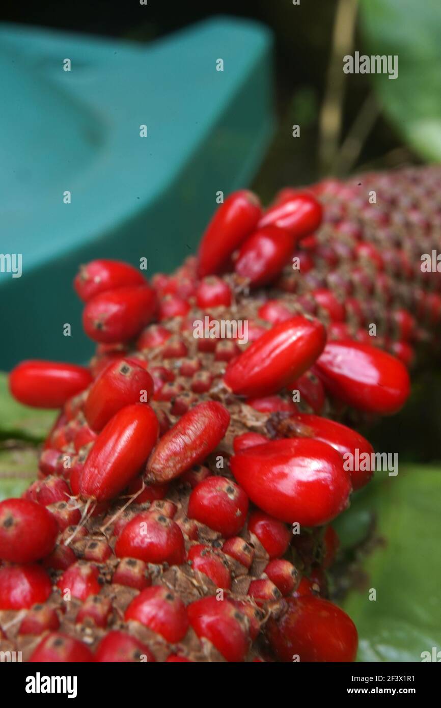 Magnolia virginiana hi-res stock photography and images - Alamy