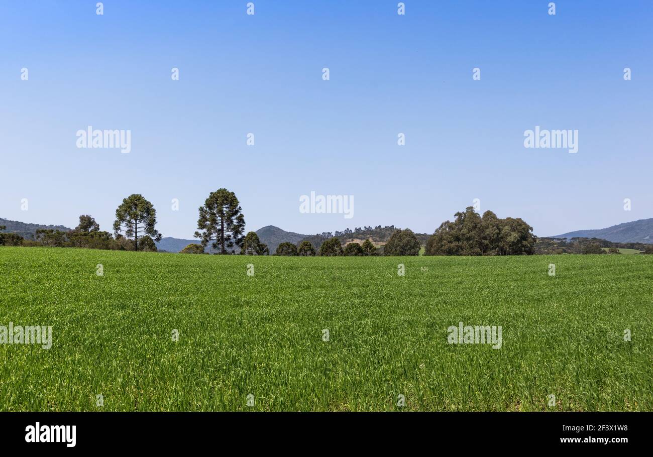 A long agricultural green field in the countryside under the blue sky ...