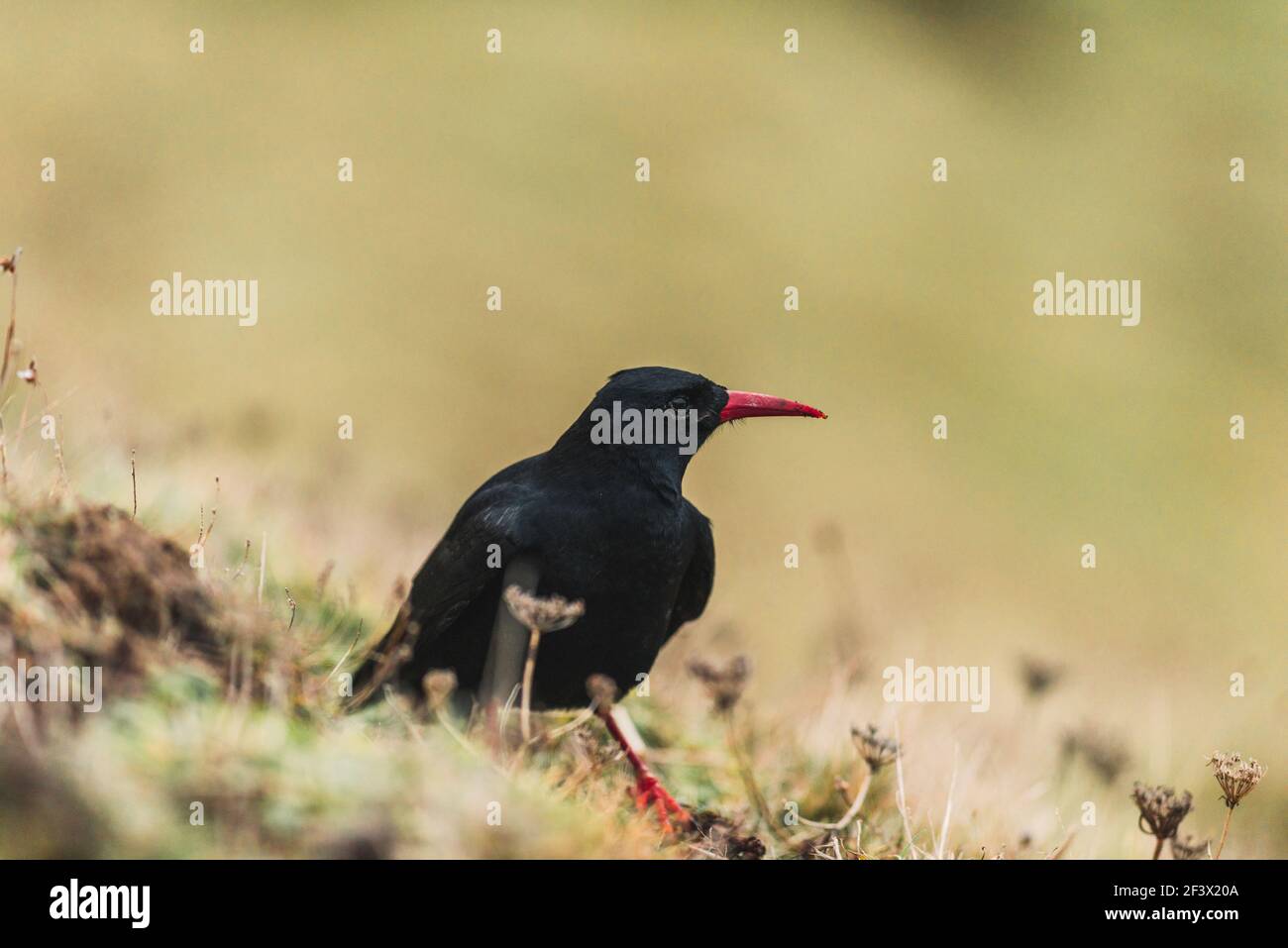 The rare Cornish chough Stock Photo - Alamy