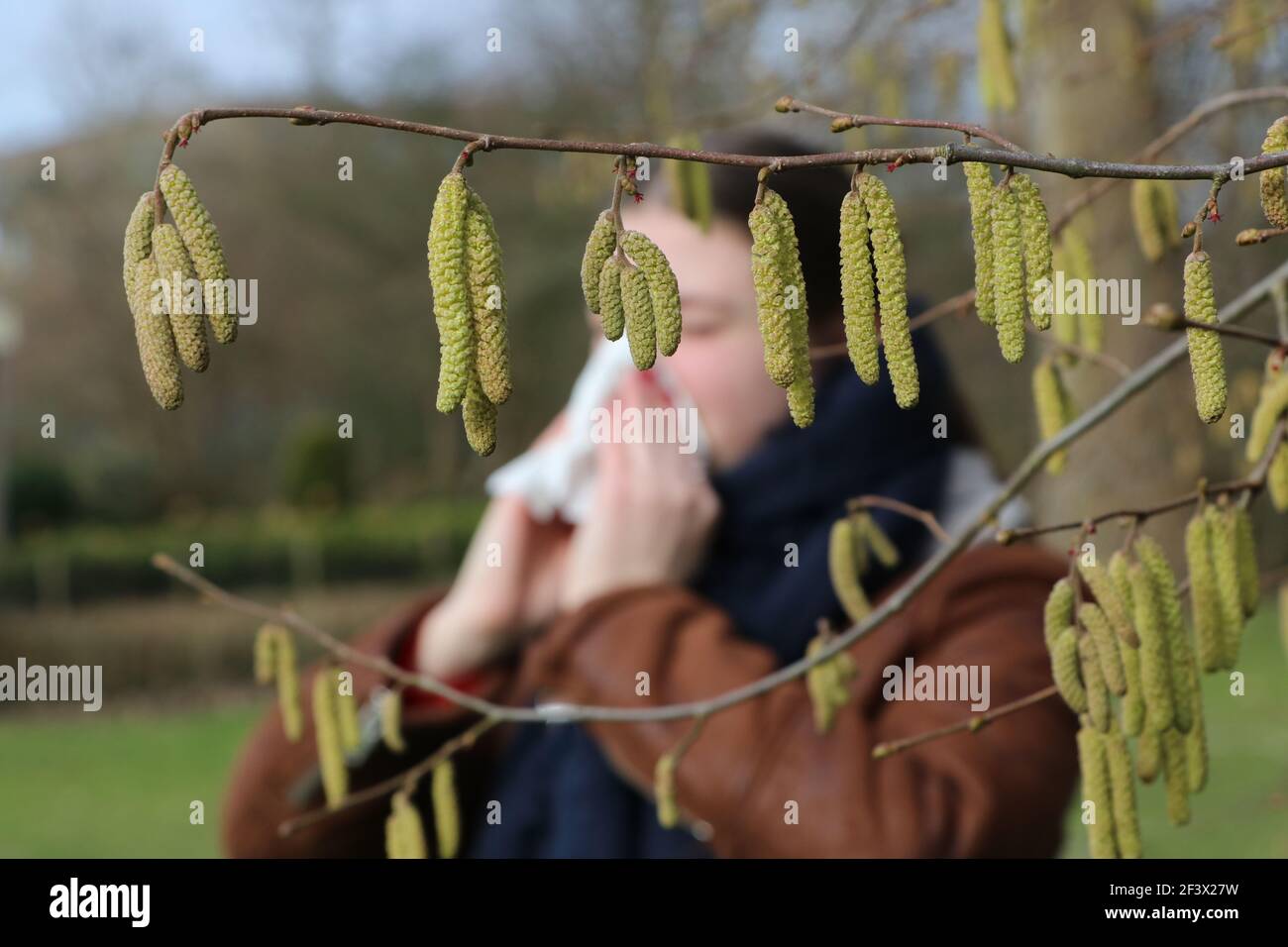 Pollen of flowering hazel trees can cause allergic rhinitis in early ...
