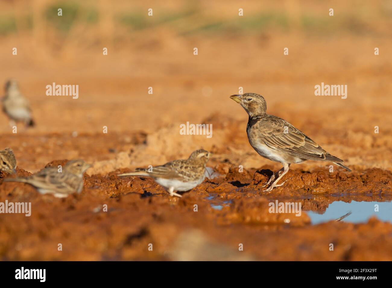 A Calandra lark, a small steppe bird of the Alaudidae family Stock ...