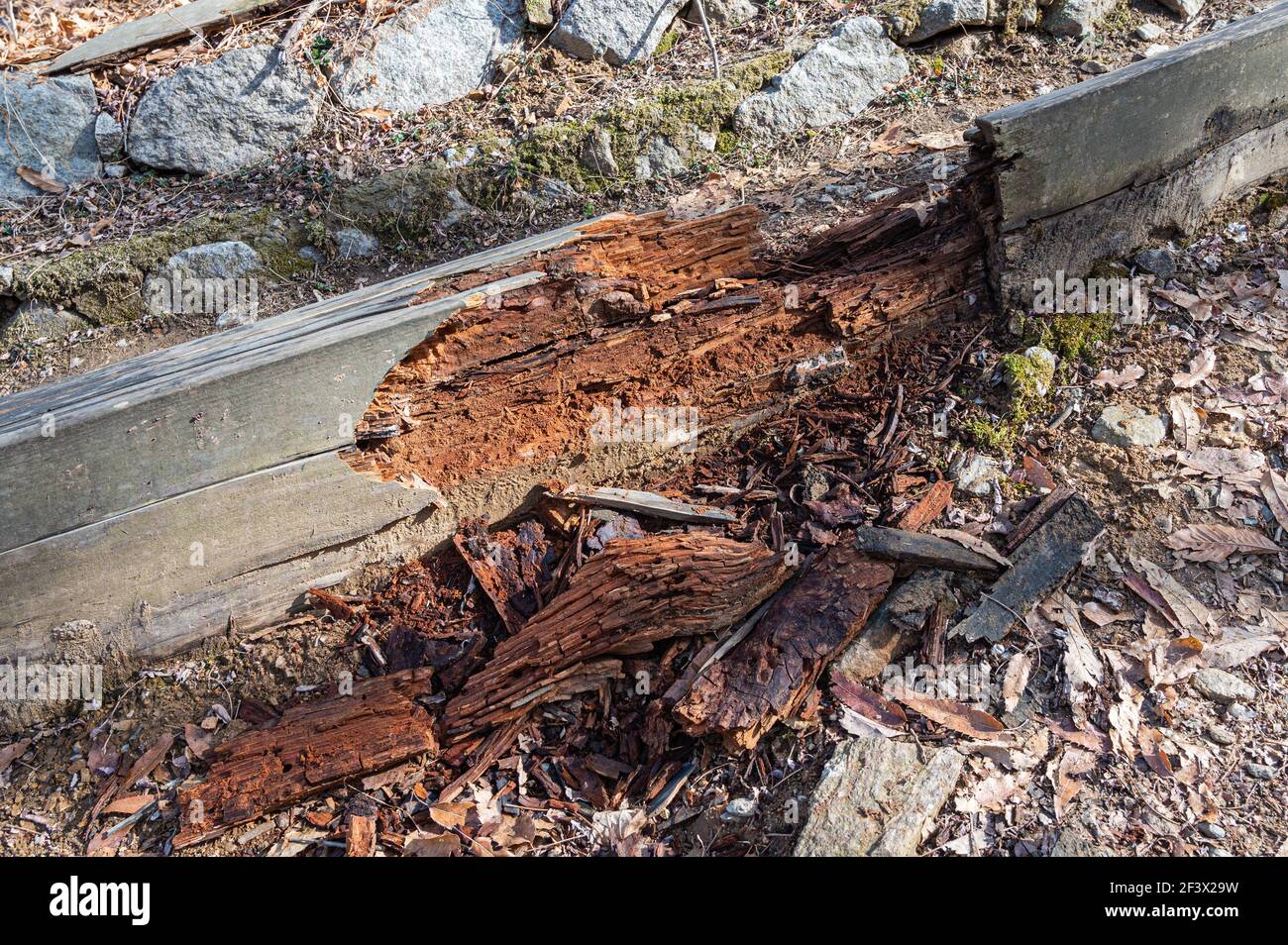 Rotted tree hi-res stock photography and images - Alamy