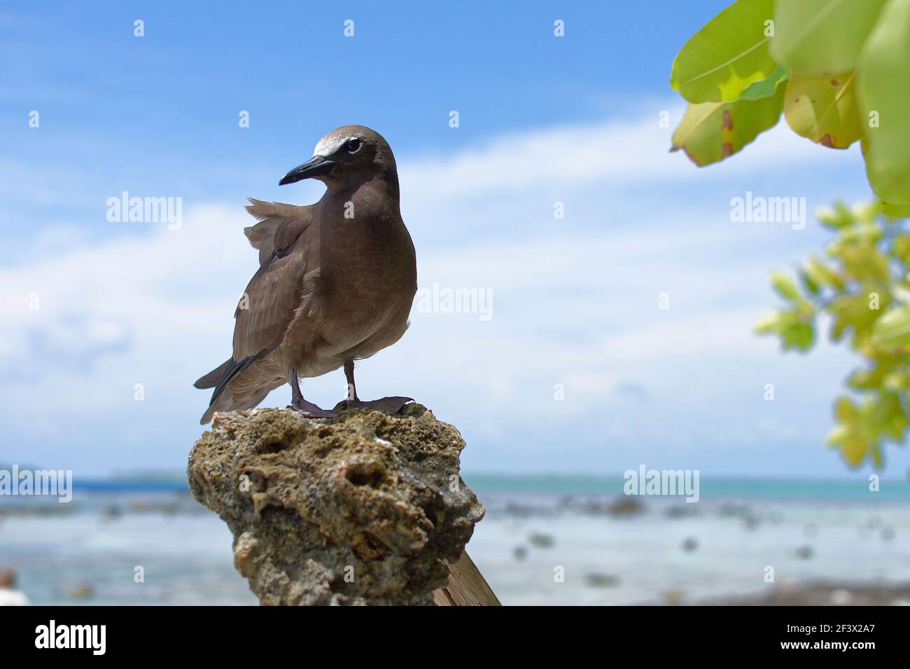 French Polynesia, Windward Islands, Society Islands: brown noddy, Anous ...