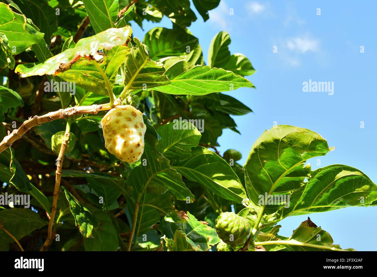 Noni plant french polynesia hi-res stock photography and images - Alamy