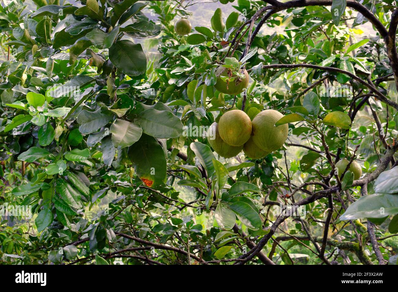 Anani popaa hi-res stock photography and images - Alamy