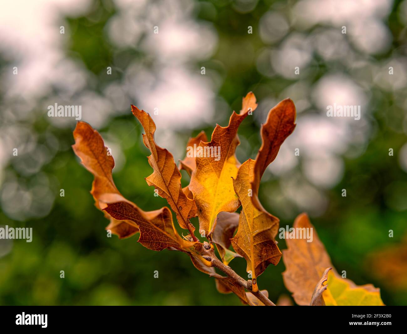 The last goodbye. Winter is coming, and the oak leaves already have the ...