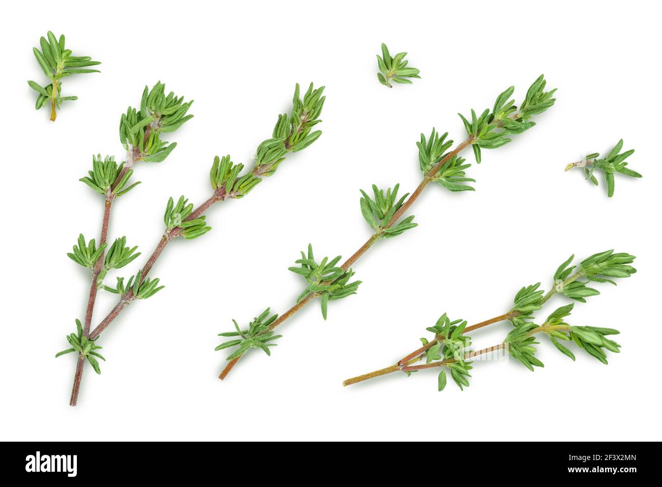 fresh thyme isolated on a white background with clipping path and full ...