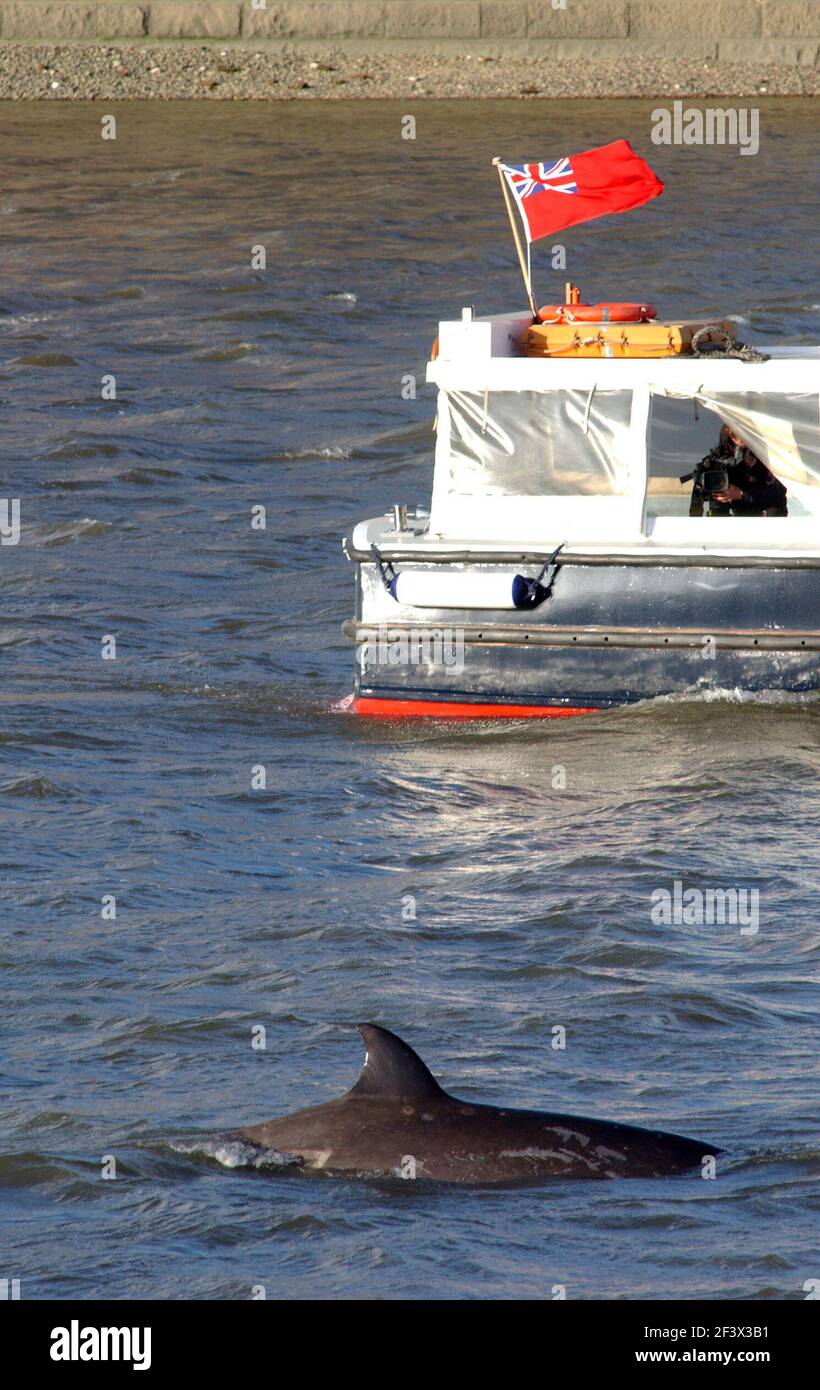 Thames whale hi-res stock photography and images - Alamy