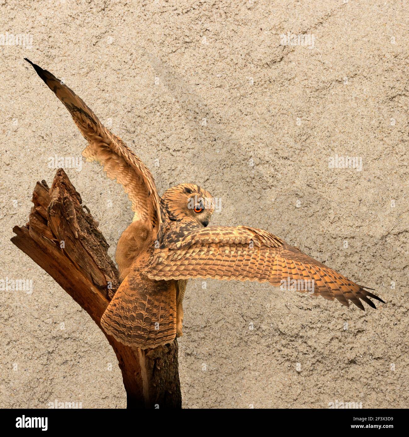 Panorama of an big Eagle Owl. Sit on a stump. Spread the wings for ...
