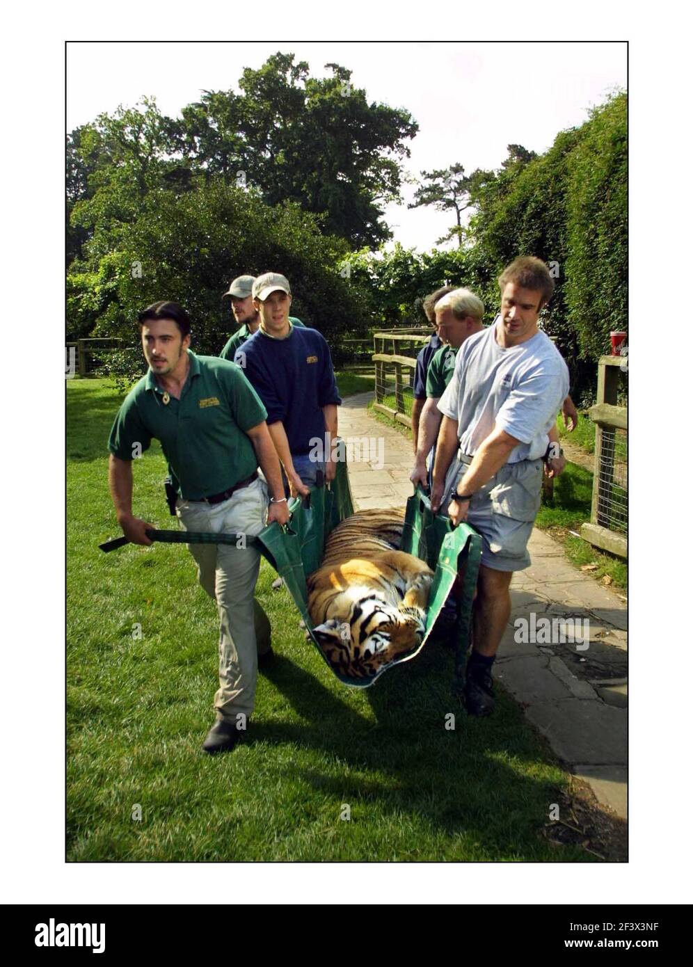 Siberian tigers hi-res stock photography and images - Alamy