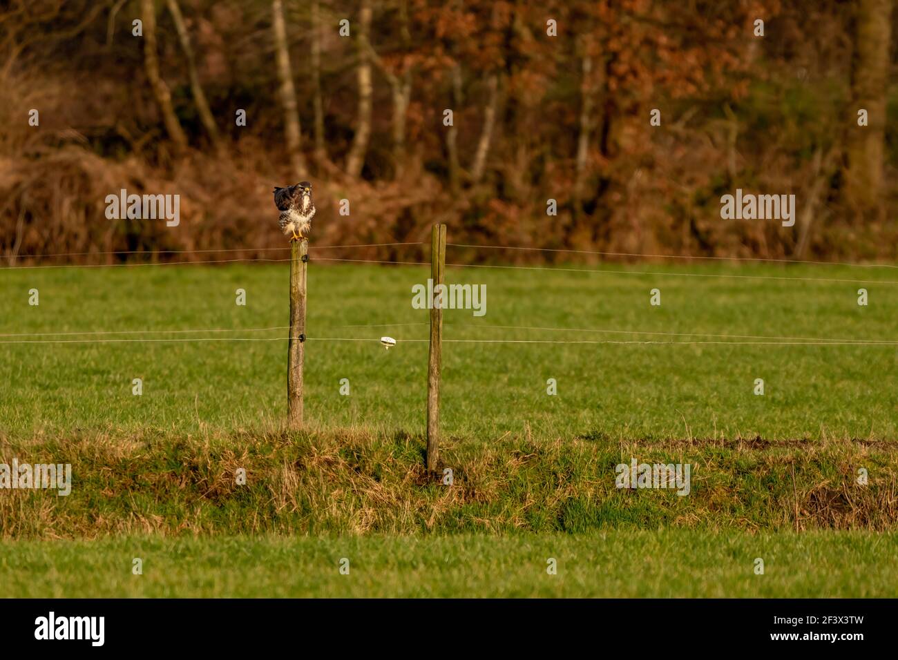 Large buzzard bird of prey sits on a pole at the edge of a ditch Stock ...
