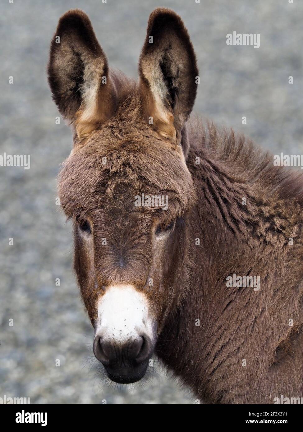 A cute donkey foal headshot Stock Photo - Alamy